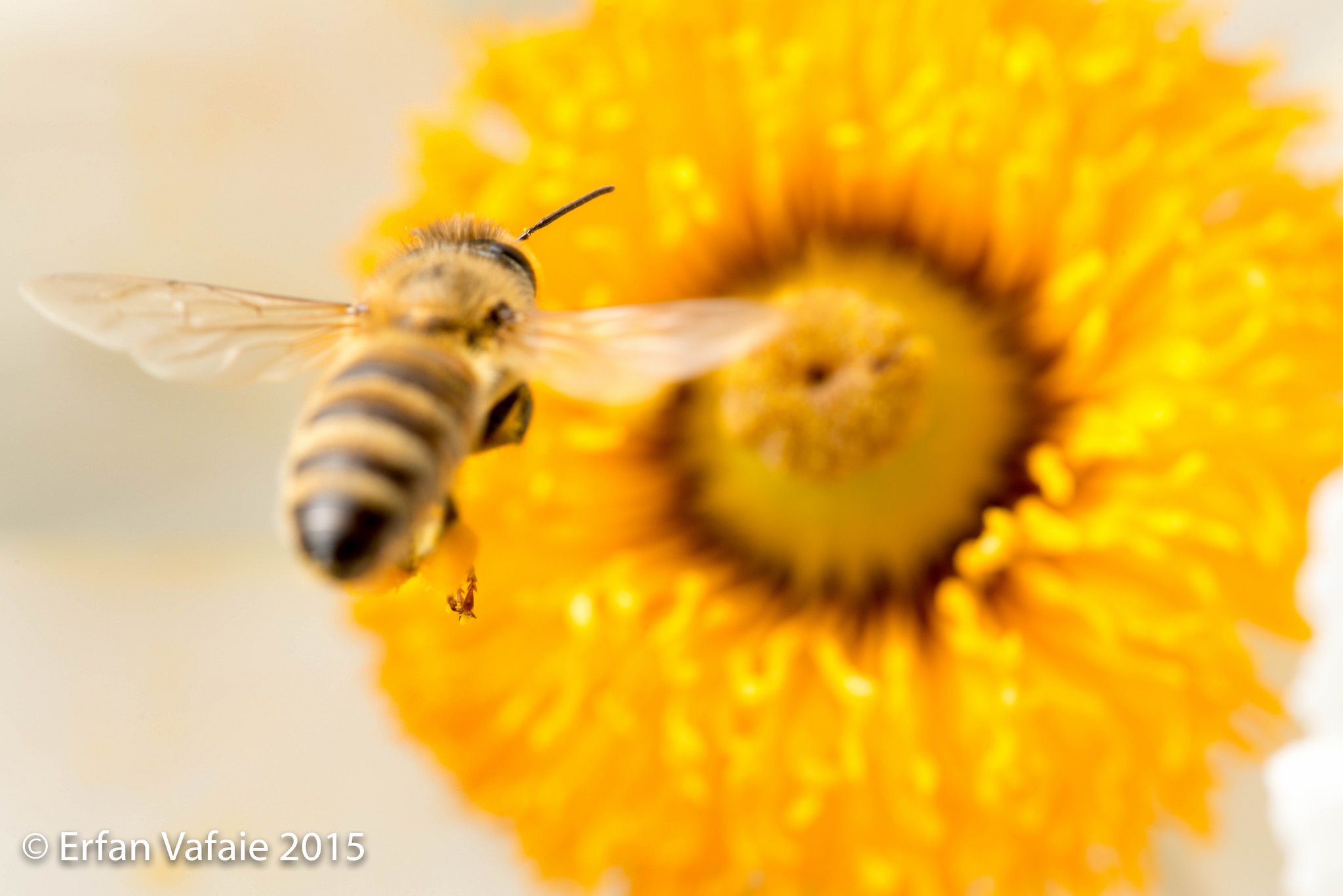 What’s the Buzz about the Bees – Six-Legged Aggie