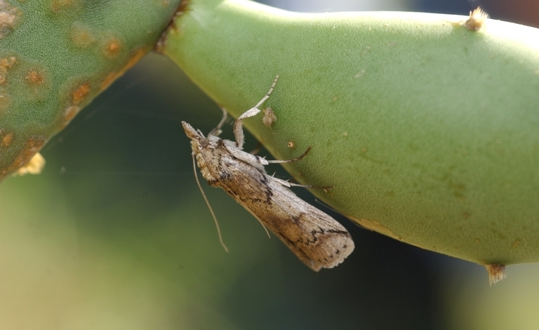 Movement of Invasives – Six-Legged Aggie